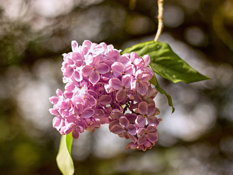 Pink lilac stock photo. Image of lilac, blossom, detail - 137332492
