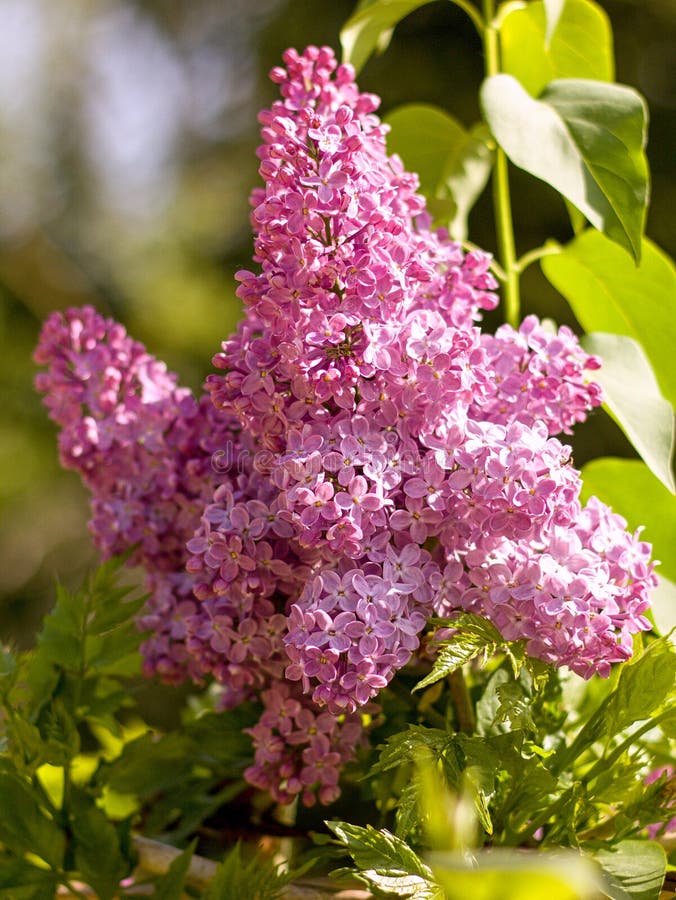 Pink lilac stock image. Image of bloom, bushes, branch - 137332079