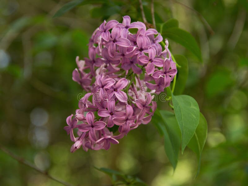 Pink lilac stock image. Image of bloom, bushes, branch - 137332079