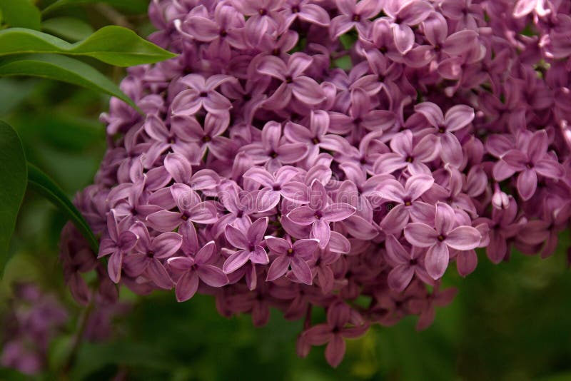 Pink Lilac stock image. Image of leaf, closeup, bloom - 72295341