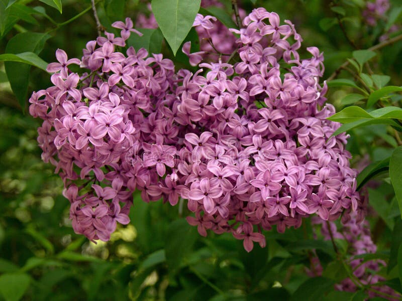 Pink Lilac stock image. Image of branch, botanic, blooming - 72296139