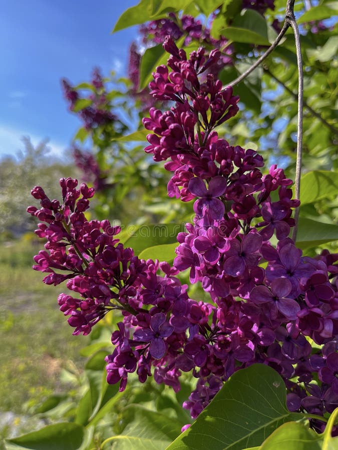 Pink Lilac Blooms in the City in Spring Stock Image - Image of shrub ...