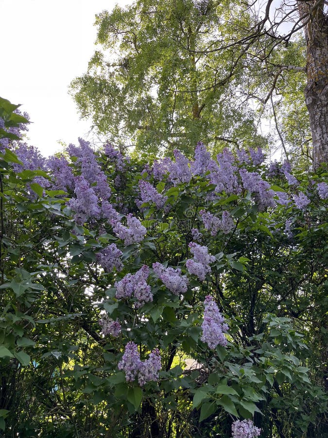 Pink Lilac Blooms in the City in Spring Stock Image - Image of lilac ...