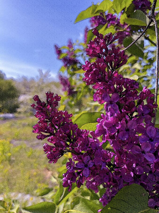 Pink Lilac Blooms in the City in Spring Stock Image - Image of leaves ...