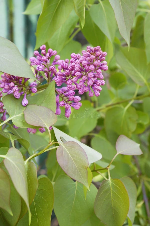 Pink lilac stock photo. Image of flower, flowers, beautiful - 54548946