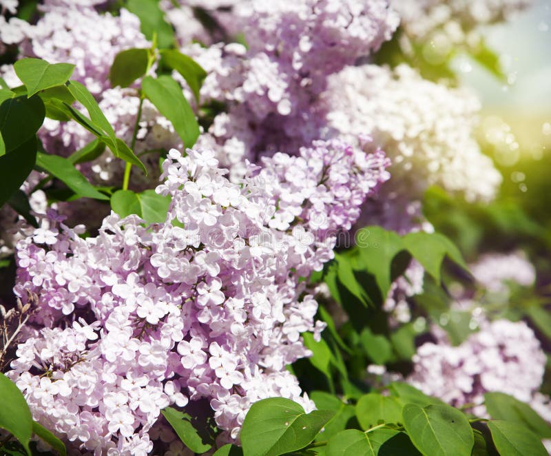 Pink lilac bush blooming stock image. Image of green - 67758223