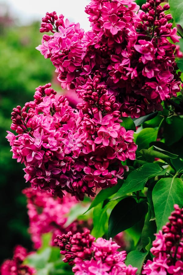 Pink Lilac Flower Close-up in Botanical Garden Stock Photo - Image of ...