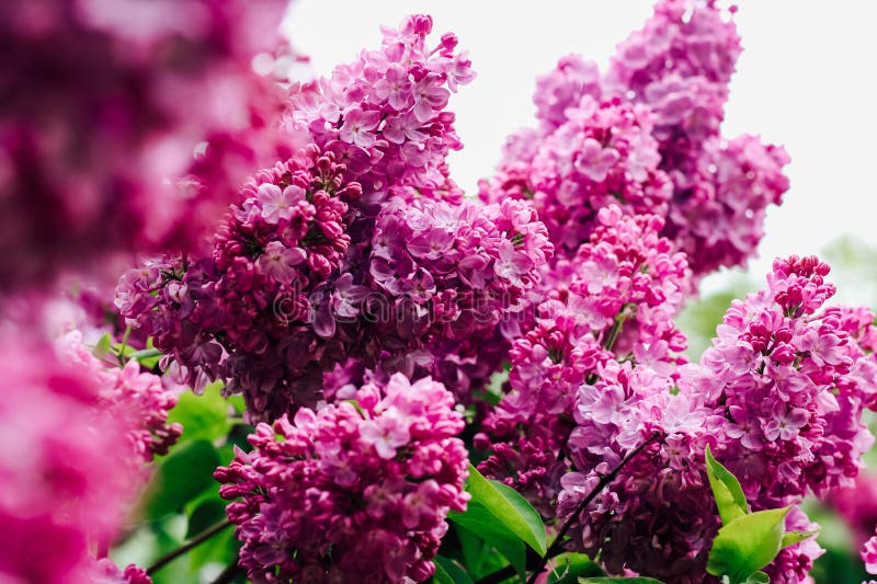 Pink Lilac Flower Close-up in Botanical Garden Stock Image - Image of ...