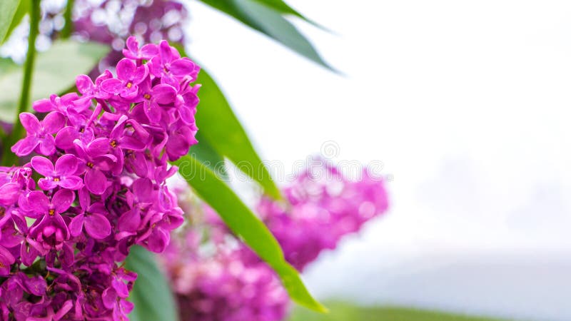 Pink Lilac on a Light Background. Copy Space_ Stock Image - Image of ...