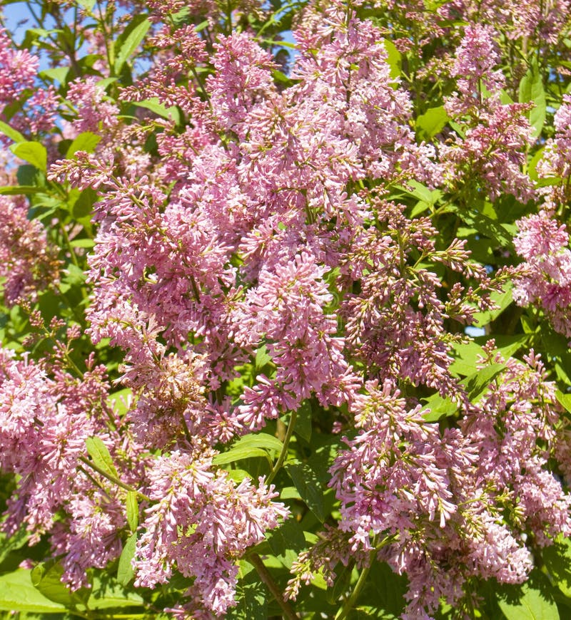Pink lilac stock photo. Image of flowering, botanic, flower - 40391574