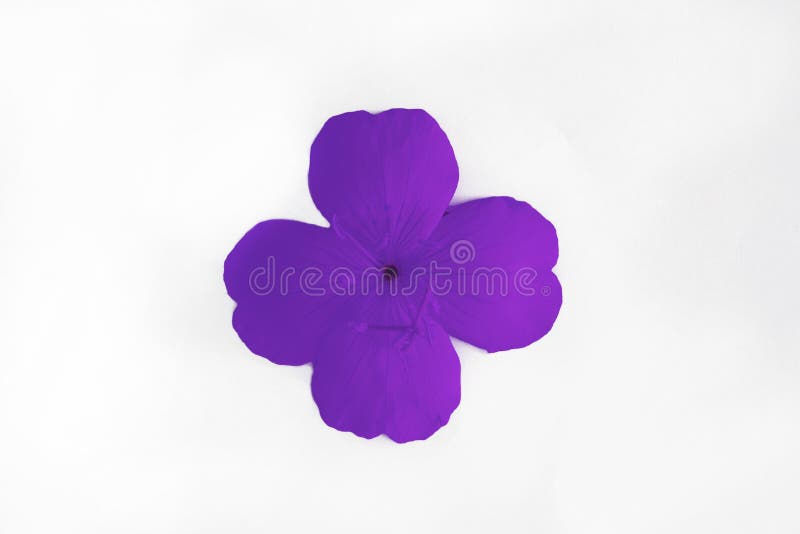 Pink Lilac Single Flower with Four Petals Isolated on White Background ...