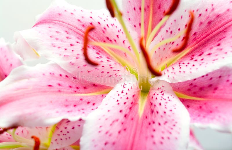 Pink lilies stock photo. Image of lilly, natural, blossom - 19038202