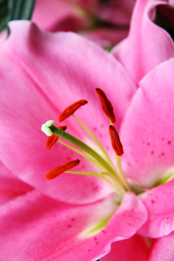 Pink lilies stock image. Image of green, elegance, celebration - 22048669
