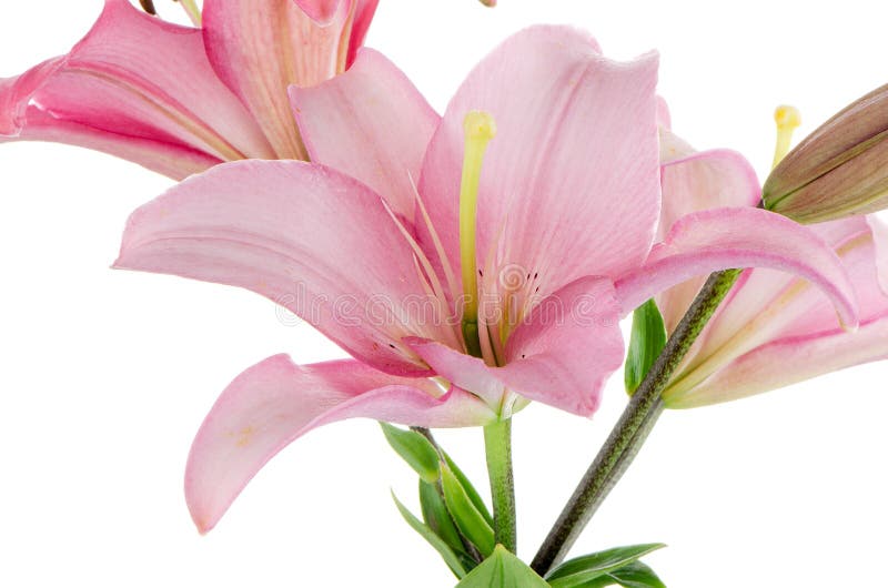 Pink lilies stock photo. Image of garden, florist, soft - 34791712