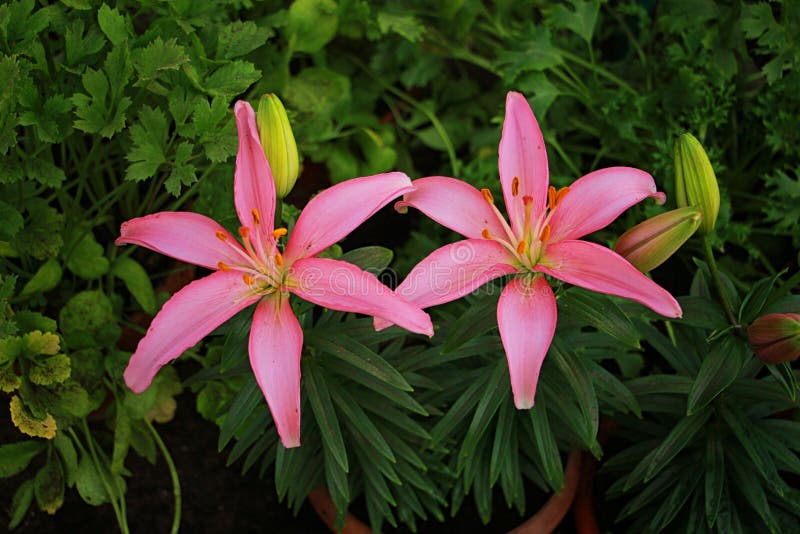 Pink Lilies Bloom Beautifully in Spring Stock Image - Image of bloom ...