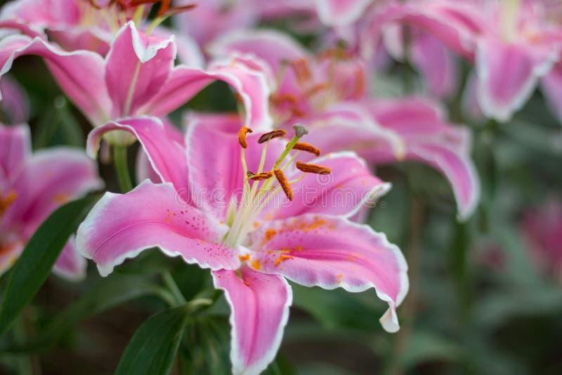Pink lilies stock photo. Image of holiday, garden, anniversary - 137754440
