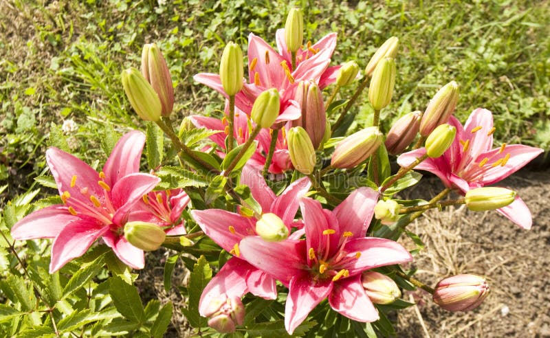 Pink lilies stock photo. Image of nature, lily, pink - 52468820