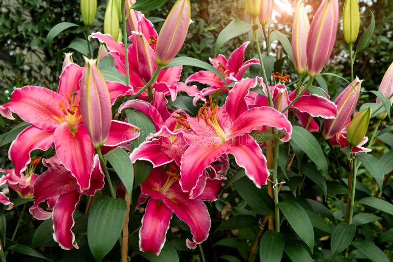 Pink Lilies Flower Plant Blooming. Stock Photo - Image of elegance ...