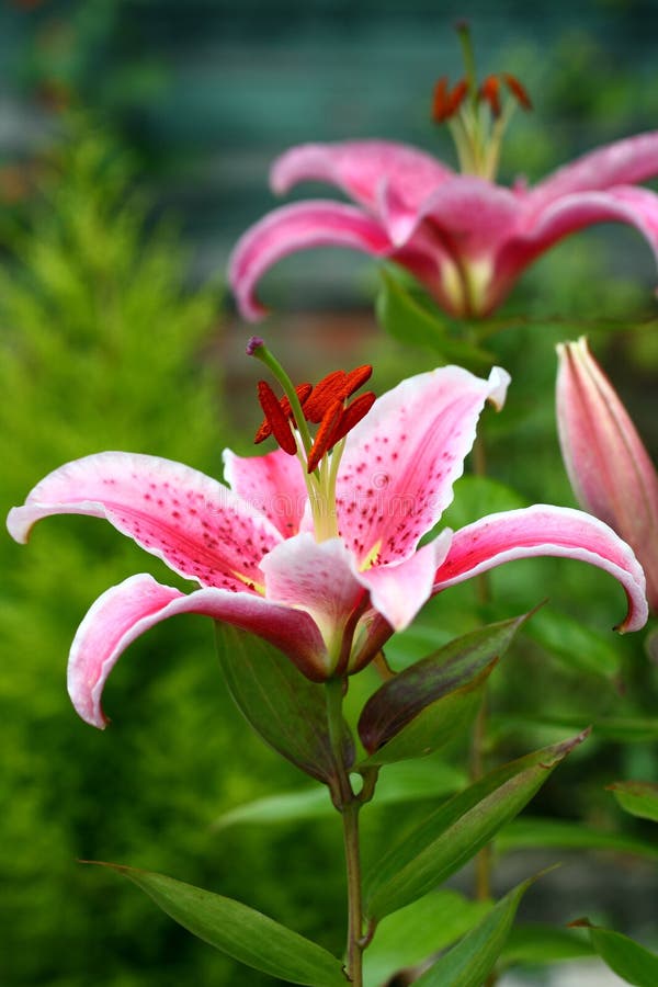 Pink lilly stock photo. Image of spring, head, nature - 5824718
