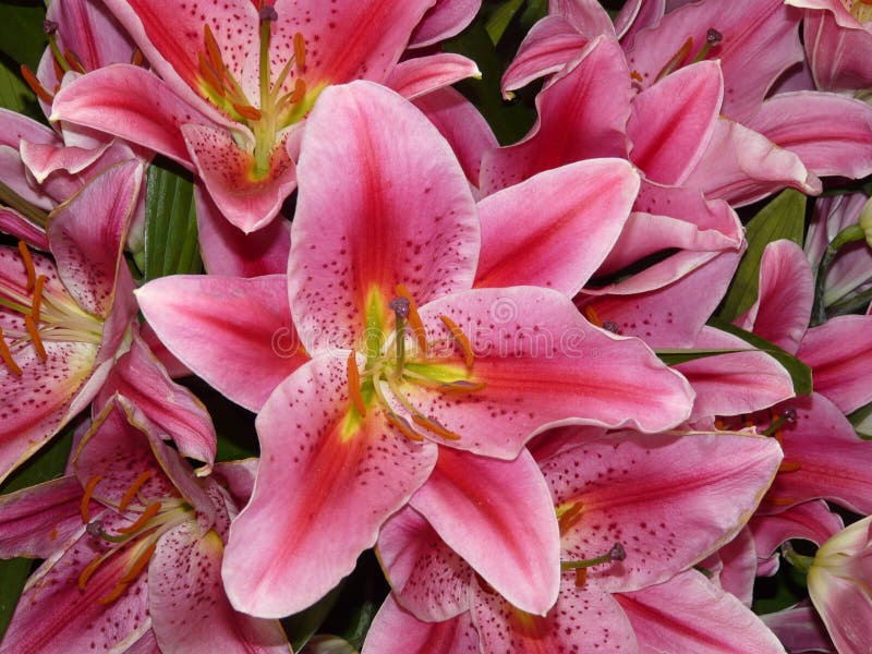 Pink lilies stock photo. Image of lilies, stamens, bunched - 34522154