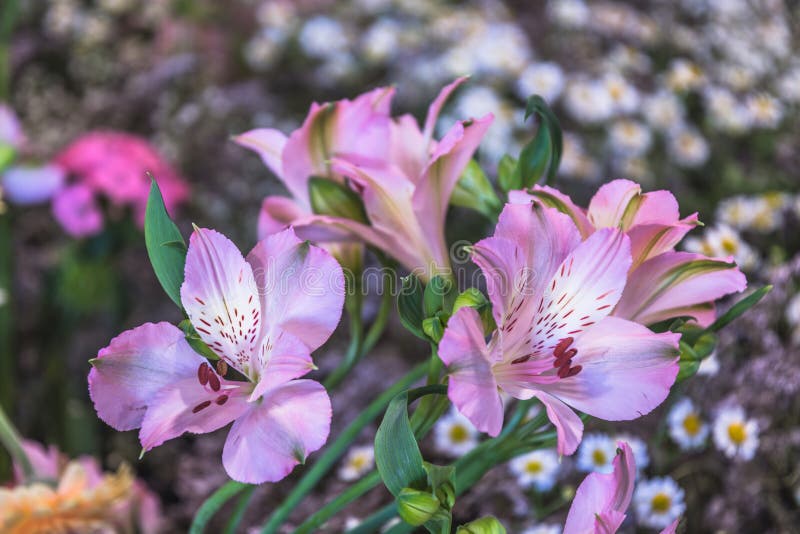 Pink Lilies and Other Spring Flowers in a Bed or Flower Pot Stock Photo ...