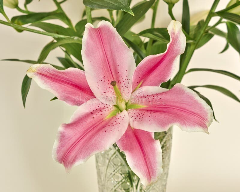 Pink lilium flower stock photo. Image of beautiful, abstract - 38011560