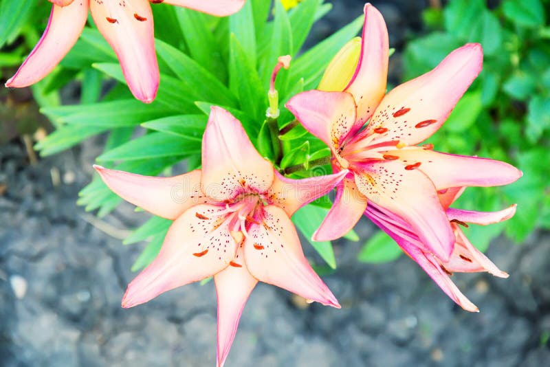 Pink Lilium in garden stock image. Image of detail, elegance - 93547273