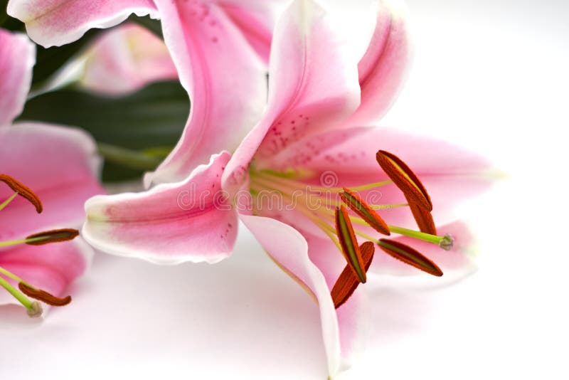 Pink Lillies Closeup stock photo. Image of beauty, carpel - 6317754