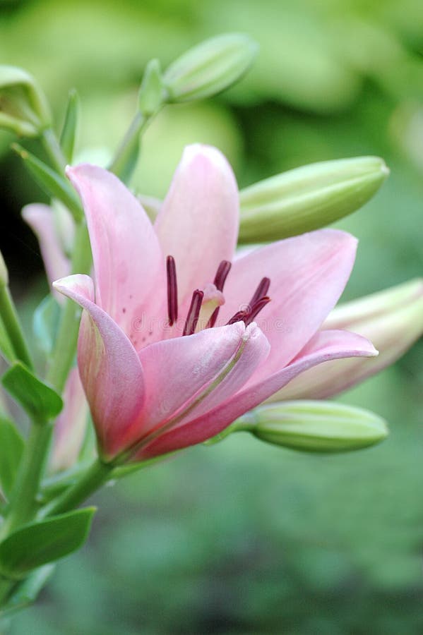 Pink lilly stock image. Image of pink, green, delicate - 14894009