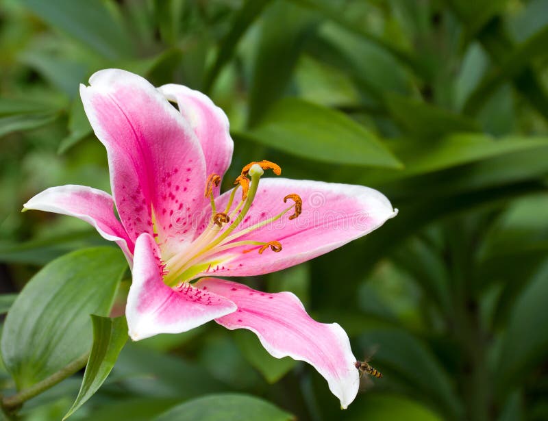 Lilly Pink Flowers in the Nature Garden Romance Nature Flowers B Stock ...