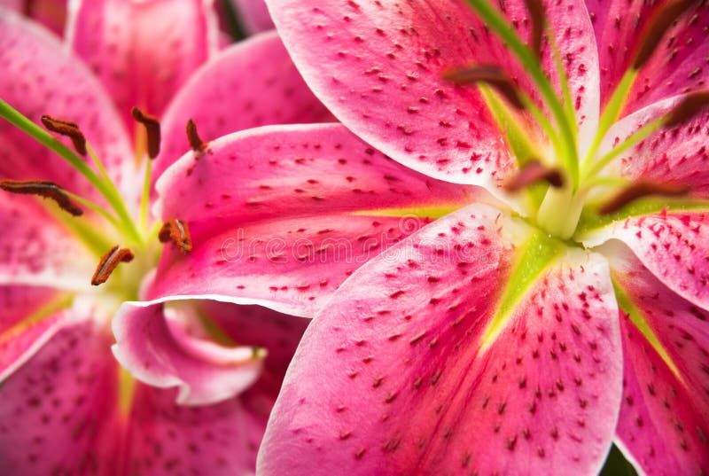 Pink lilly stock photo. Image of macro, wedding, flora - 121268