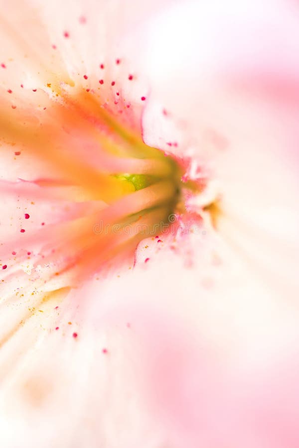 Pink Lilly in the Garden,Lily Joop Flowers,Lilium Oriental Joop.lily ...