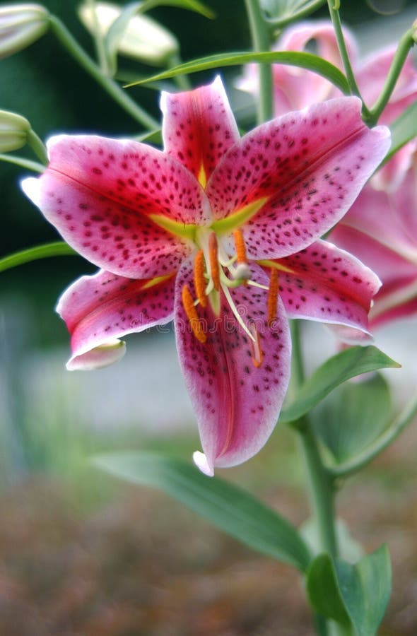 Pink lilly stock photo. Image of macro, wedding, flora - 121268
