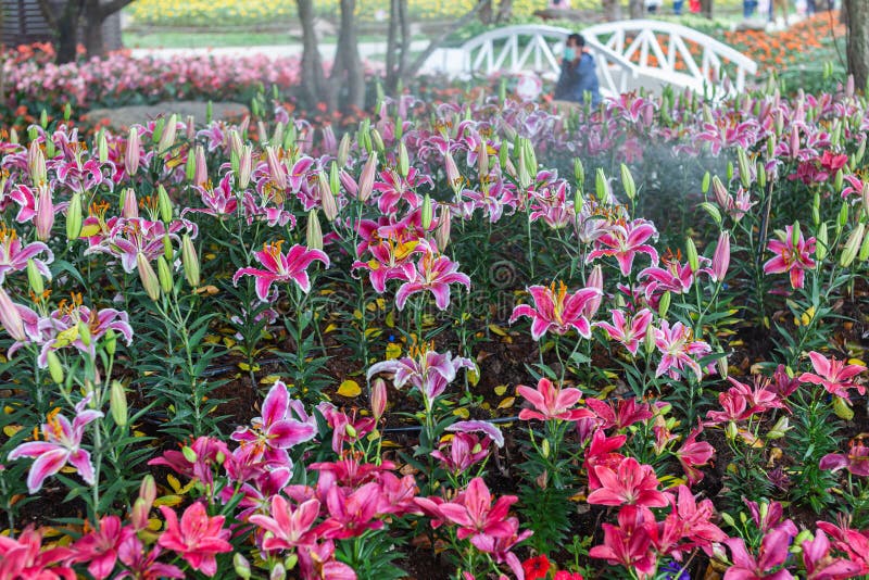 Pink Lilly Blooming Flower in the Garden Stock Image - Image of bloom ...