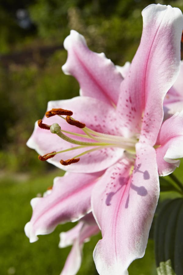 Pink lilly stock image. Image of petal, close, petals - 31027609