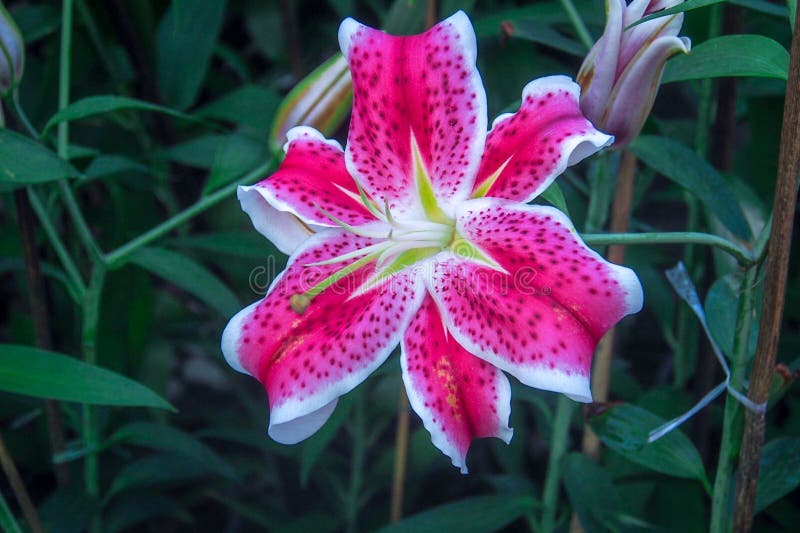 Pink lilly stock photo. Image of leaves, green, pink - 112131432