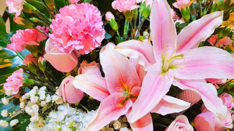 Pink lilly flower stock image. Image of carnation, flower - 232467739