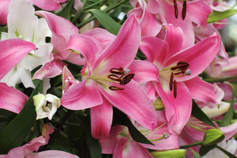 Pink lilly flower stock photo. Image of closeup, leaves - 37390188