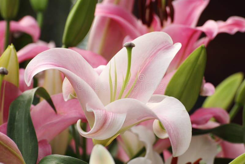 Pink lilly flower stock image. Image of lillies, botany - 37391941