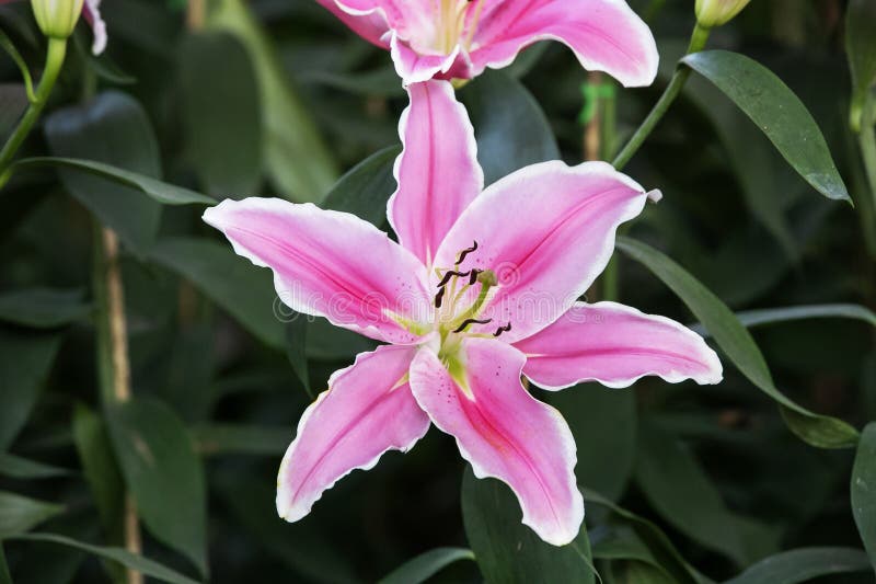 Pink Lilly Flower in the Garden and Blur Background Stock Image - Image ...