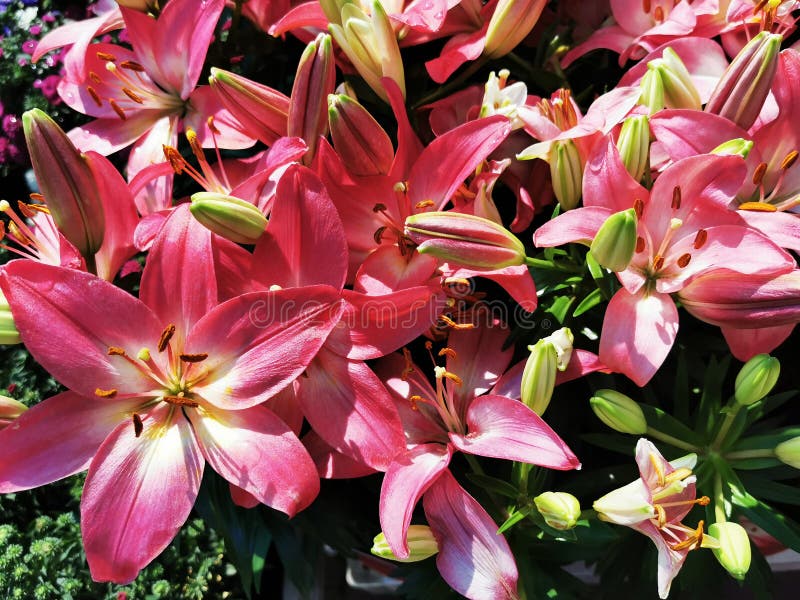 Pink lilly flower texture stock photo. Image of beauty - 213719102