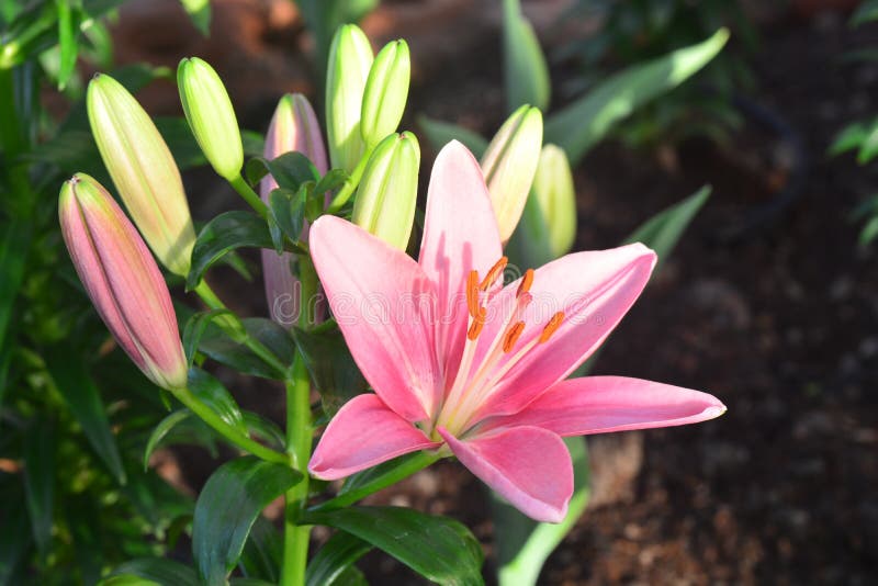 Pink lilly flowers stock image. Image of garden, blossom - 84942757