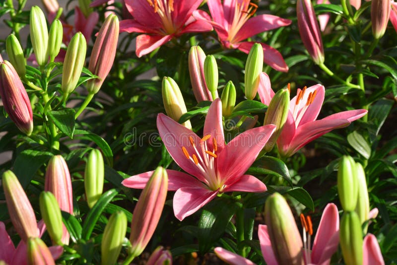 Pink lilly flowers stock photo. Image of celebration - 84943358