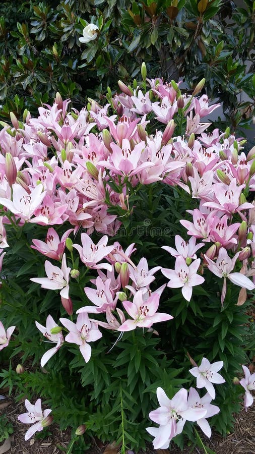Pink lilly flowers stock image. Image of lilly, scenery - 152574621