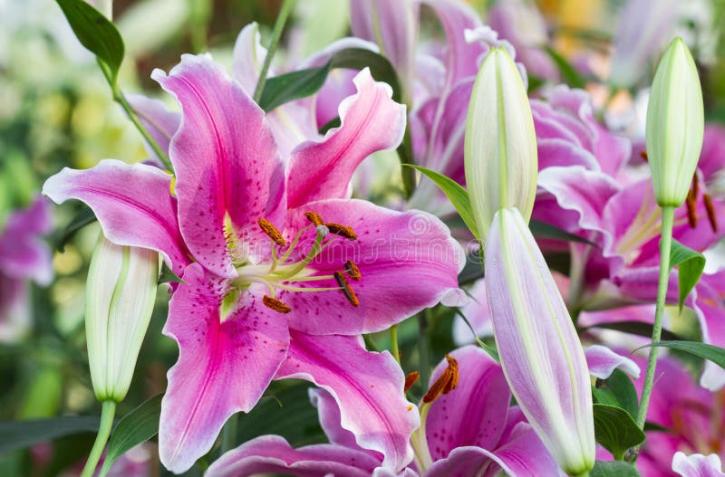 Pink lilly stock photo. Image of blossom, botany, spring - 37212316