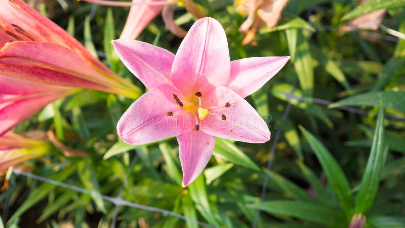 Pink lilly garden. stock image. Image of plant, beauty - 69483355