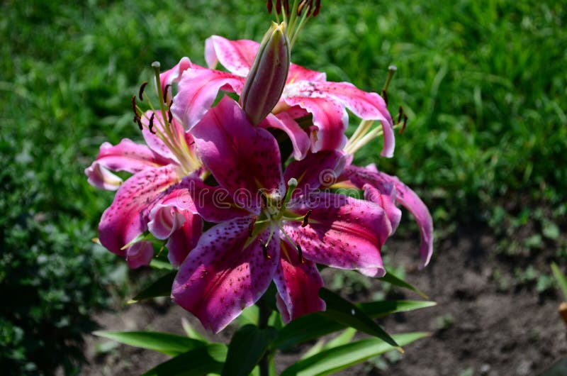 Pink Lilly in the Garden Close Up Stock Photo - Image of green, lover ...