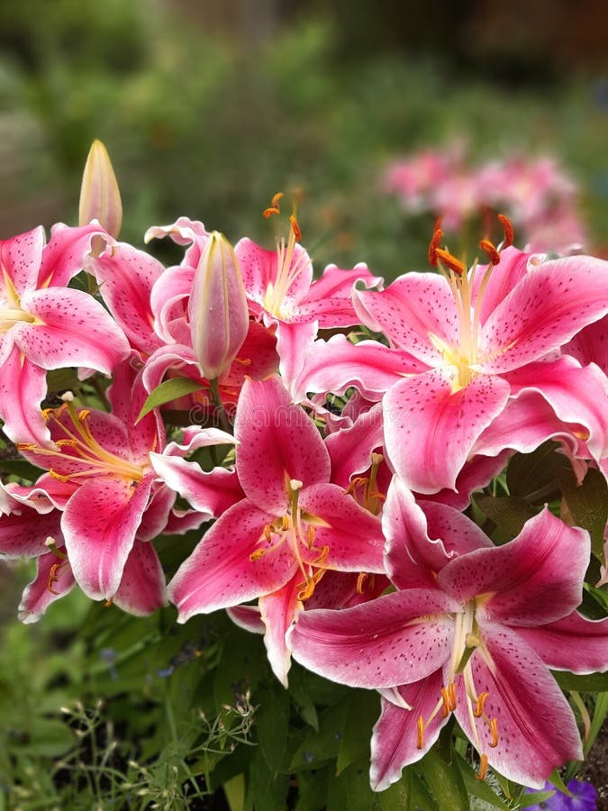Pink Lilly garden stock image. Image of produce, flower - 227346327