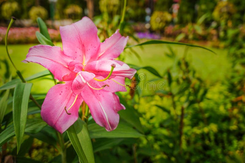 Pink Lilly in garden stock photo. Image of bright, life - 90199562
