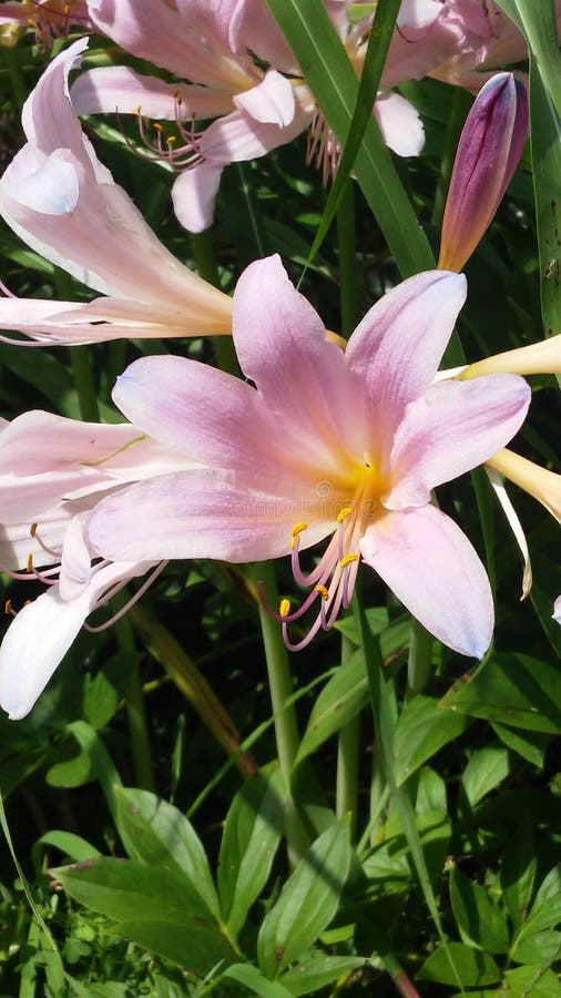 Pink Lilly stock image. Image of greenery, lilly, landscape - 154913617